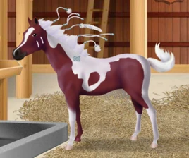 Absaroke | The Bella Sara Wiki | Fandom