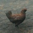 Chicken - The Black Death Official Wiki