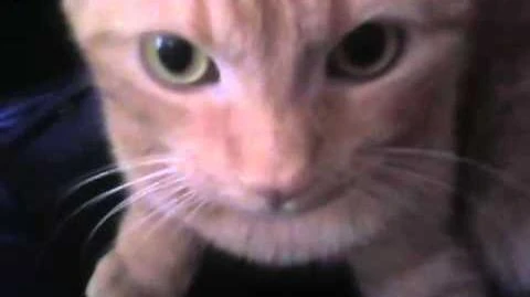 Pure Epicness | TheBlossom Wiki | Fandom