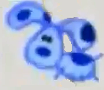 blues clues how to draw a kitten ears picture