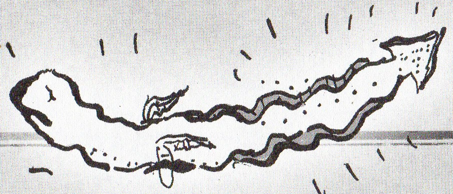 Glow-Worms (How To Train Your Dragon) | The Book Of Dragons Wiki | Fandom