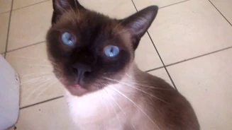 Monstrous (cat) | TheBrisbaneKid Wikia | Fandom