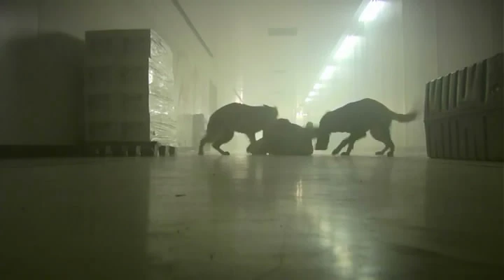 Dogs With Rabies In Movies