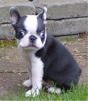 Boston Terrier | Poochpedia | Fandom