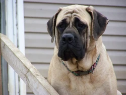 English Mastiff Hercules Hercules | The Sandlot Wiki | Fandom