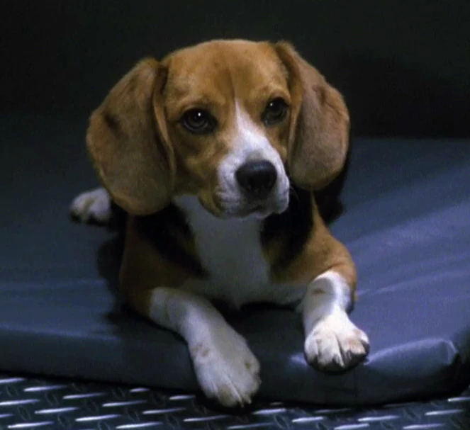 Porthos | Poochpedia | Fandom