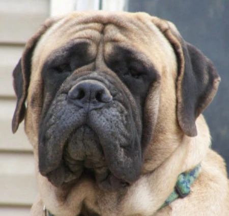 How Big Is Hercules Neapolitan Mastiff