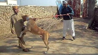 Pakistani Bully Dog Fight