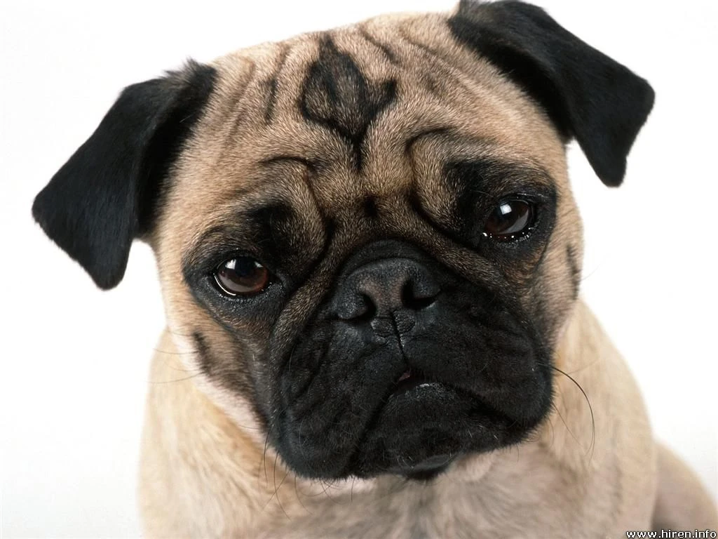 Pug | Poochpedia | Fandom