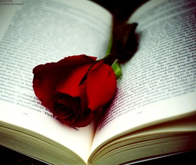 Stone Scribe | The Rose Wiki | Fandom