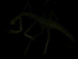 SCP-372 | SCP: Contaiment Breach Wiki | Fandom