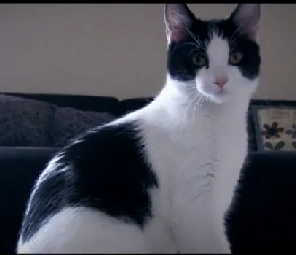 Wrex | The Creature Wiki - Creatures, Series, gags and more | Fandom