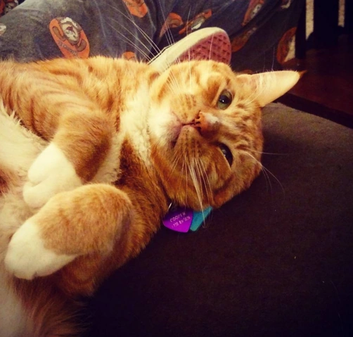 Cooper | The Creature Wiki - Creatures, Series, gags and more | Fandom