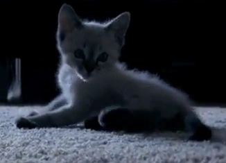 Kitten Shepard | The Creature Wiki - Creatures, Series, gags and more ...