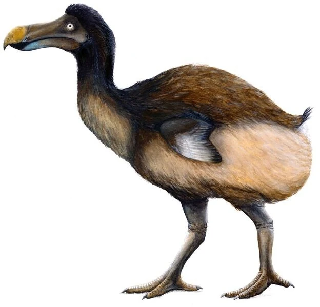 Dodo | TheCrossoverTeamz1202512 Wiki | Fandom