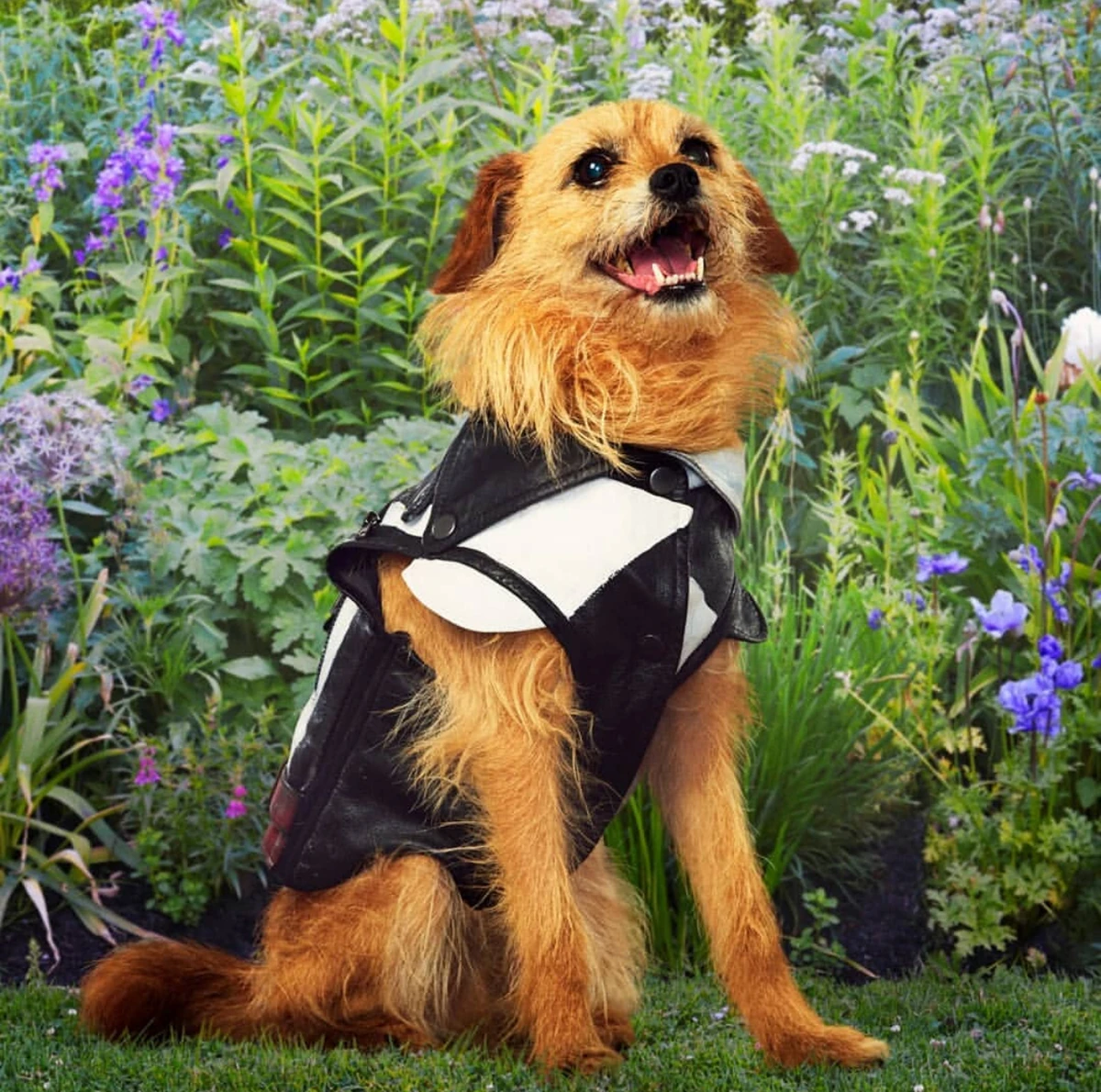 Category:Animals | Descendants Wiki | Fandom