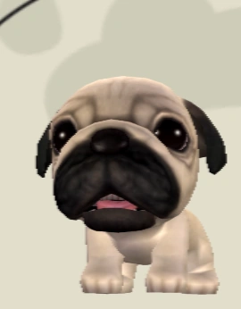 Pug | THE DOG Island Wikia | Fandom