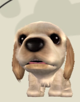 American Cocker Spaniel | THE DOG Island Wikia | Fandom