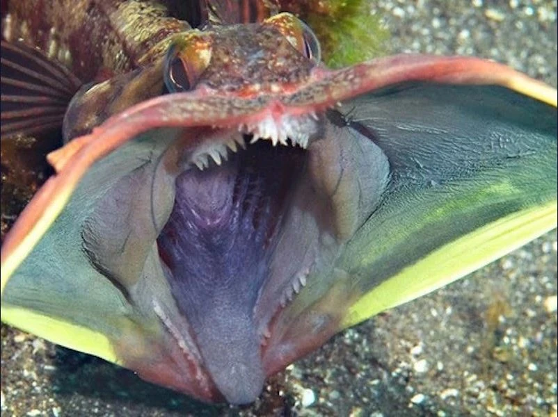 The Primal Duck | TheDuckepedia Wiki | Fandom