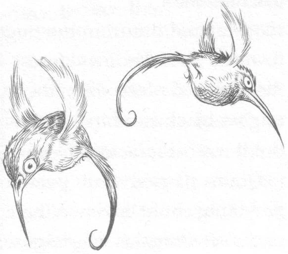 Emerald mossbirds | The Edge Chronicles wiki | Fandom