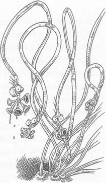 Reed-eels | The Edge Chronicles wiki | Fandom