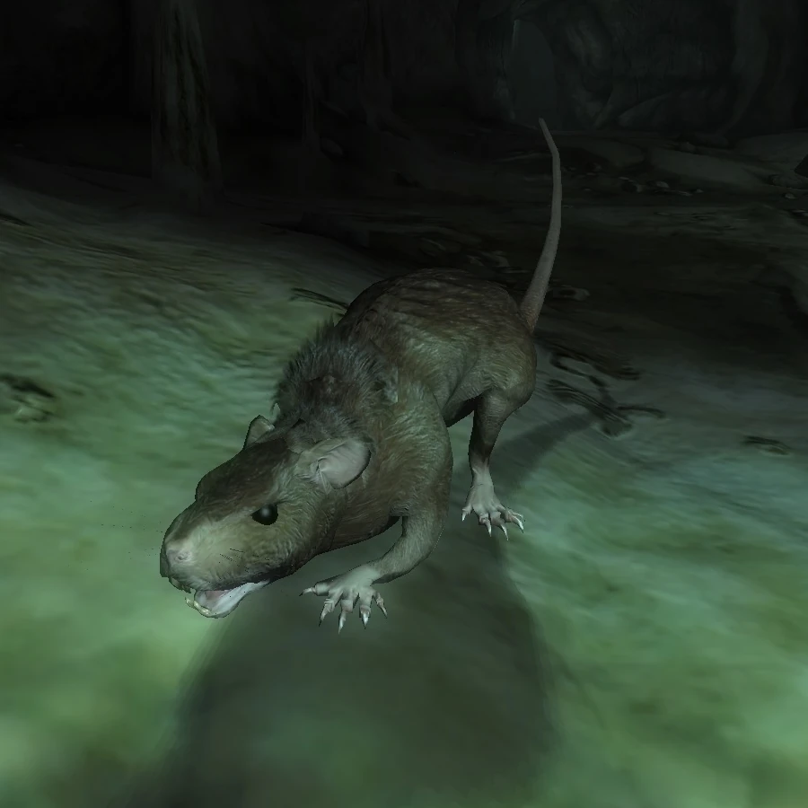 Rat | Wiki The Elder Scrolls | Fandom