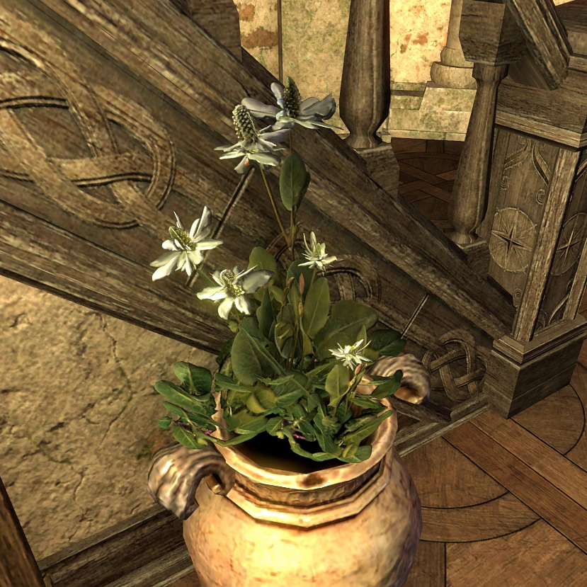 Queue-de-Lézard | Wiki The Elder Scrolls | Fandom
