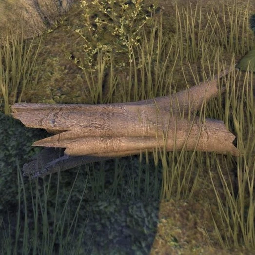 Hêtre | Wiki The Elder Scrolls | Fandom