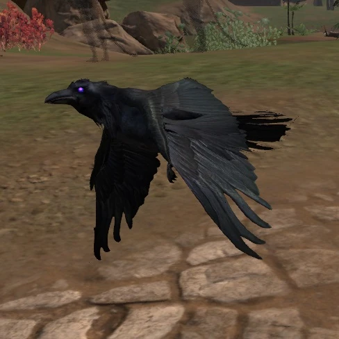 Corbeau | Wiki The Elder Scrolls | Fandom