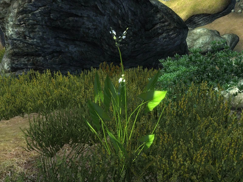 Marante | Wiki The Elder Scrolls | Fandom