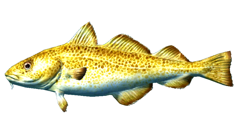 Morue | Wiki The Elder Scrolls | Fandom