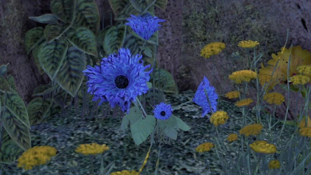 Coquelicot | Wiki The Elder Scrolls | Fandom