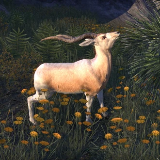 Addax | Wiki The Elder Scrolls | Fandom
