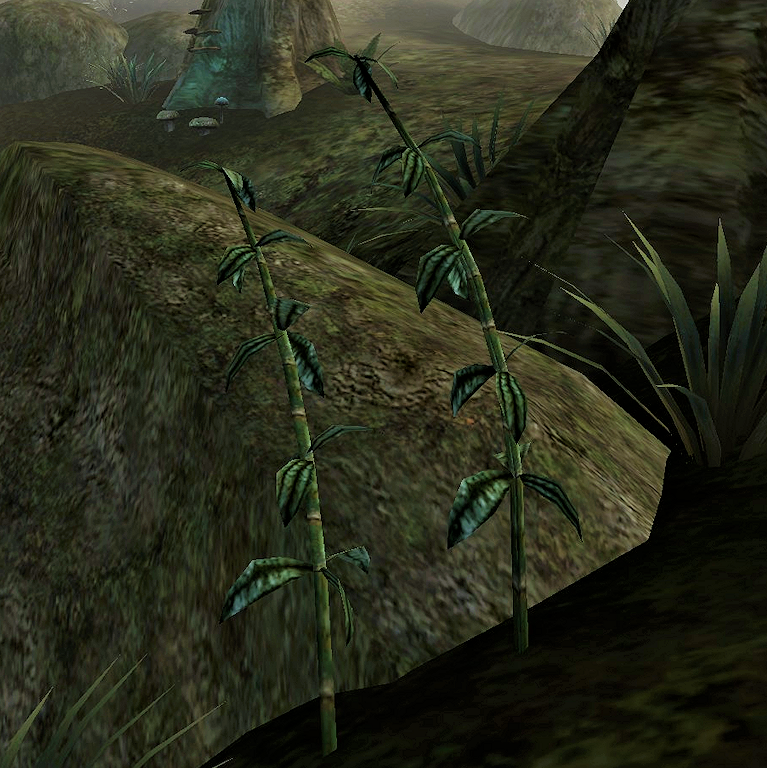 Pousse Des Marais Wiki The Elder Scrolls Fandom