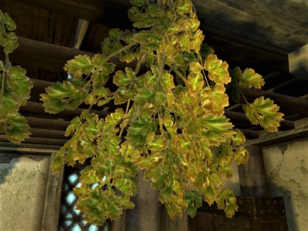 Givre Mirriam | Wiki The Elder Scrolls | Fandom