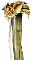 Silt Strider | Elderscrolls 3 morrowind Wiki | Fandom