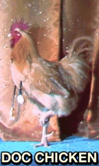 Doc Chicken | The Eric Andre Show Wikia | Fandom