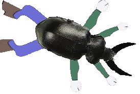 Weetle | Weegeepedia | Fandom