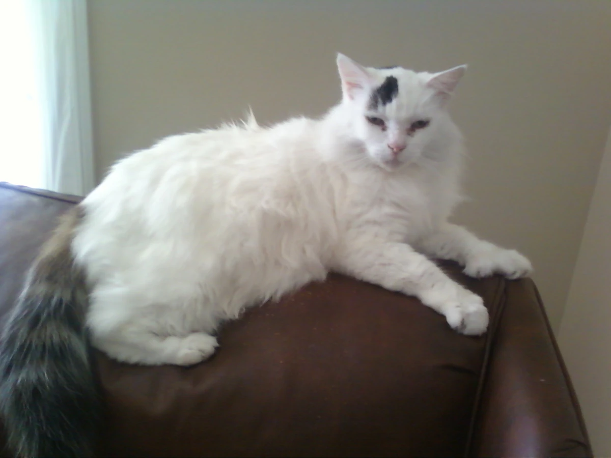 Moussy | Thefatcat Wiki | Fandom