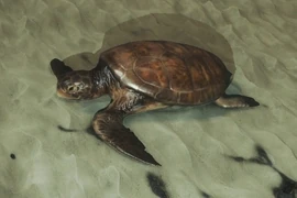 Sea Turtle - Official The Forest Wiki