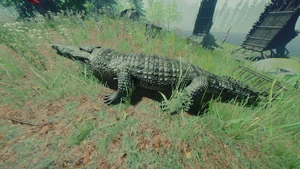 Crocodile - Official The Forest Wiki