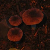 Deer Mushroom - Official The Forest Wiki