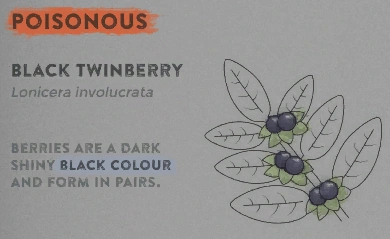 Twinberry - Official The Forest Wiki