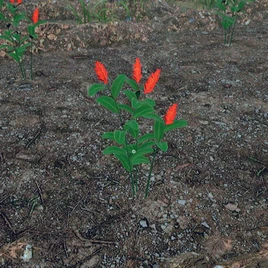 Hops | The Front Wiki | Fandom