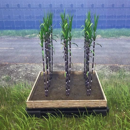 Sugar Cane | The Front Wiki | Fandom