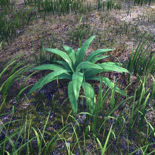 Fern | The Front Wiki | Fandom
