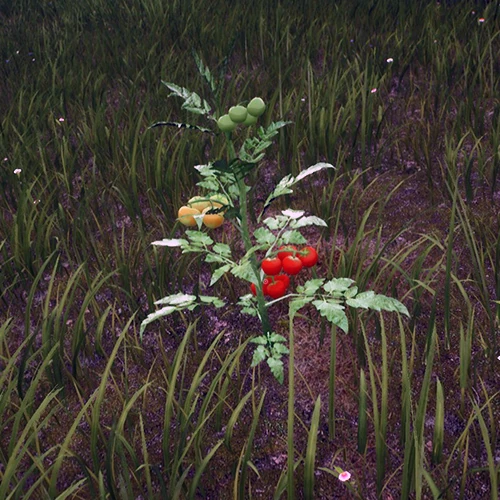 Tomato | The Front Wiki | Fandom