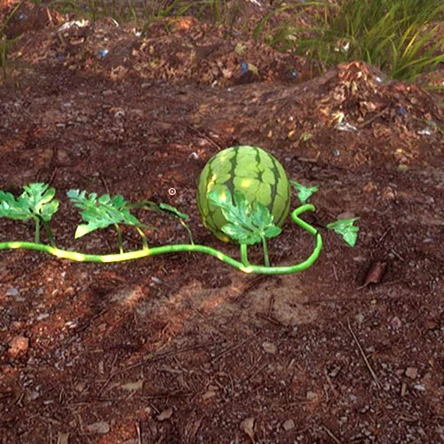 Watermelon | The Front Wiki | Fandom