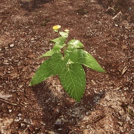 Plant Mucus | The Front Wiki | Fandom