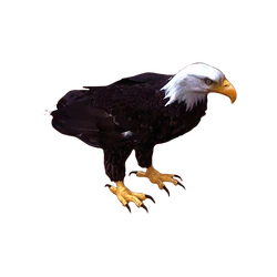 Enemies | The Front Wiki | Fandom